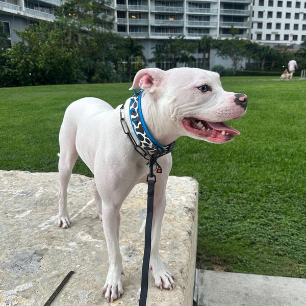 Wide Spiked Skull Collar, Custom Waterproof Biothane, Gothic Crossbones ...