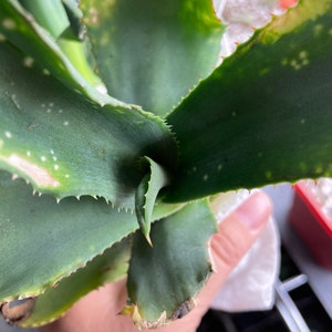 Agave Univittata Splendida Live Agave Plants Large Xlarge - Etsy