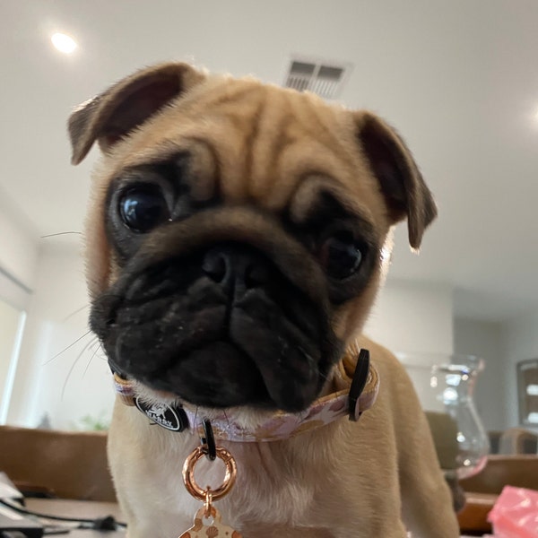 Wild Thing Dog Harness & Accessories - Etsy Australia