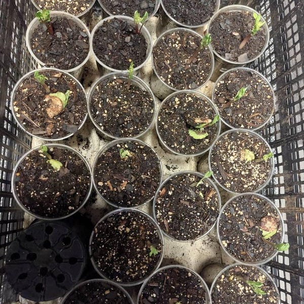 Tetrapleura Tetraptera /prekese / Aidan Tree.-1000g/1kg - Etsy