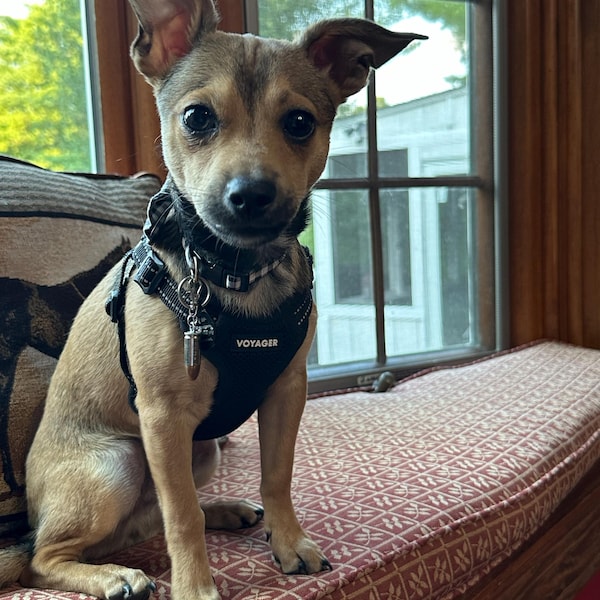 Personalized Bullet Pet Tag, Dog Name Tag, Man's Best Friend, Collar ...