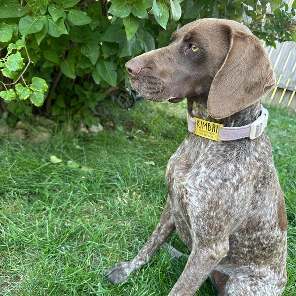 Initial Collar Charm - Letter Tag, Pet Collar Charm, Personalized Pet ...