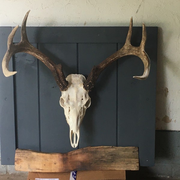 European Skull Mount Hanger (10 Pack) - Etsy