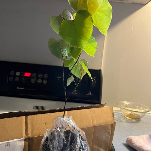 1 Eastern Redbud in a Quart Container - Etsy