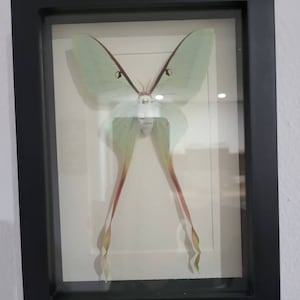 Real Atlas Moth Shadow Box Frame Framed Attacus Atlas Moth - Etsy