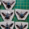 Pack of 5 Jewel Beetles Gelaeus Walkeri 20/30mm, for All Your Taxidermy ...