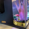 Large Rest Ledge for Betta Relaxation. Large Surface for Betta to Chill ...