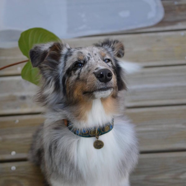 Dog Neck Band With Name. Custom Pet Id. Engraved Dog Collar. Custom Cat ...