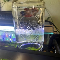 Justponics Mini Bell Siphon V3 (set of 2) - Etsy Canada