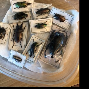 Beetle Mounting Kit for Beginners with Real Beetles and Tools | Etsy