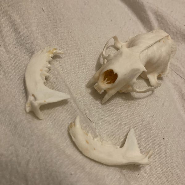 Exquisite Real Mink Skull Bone Specimen After Cleaned and Bleached - Etsy