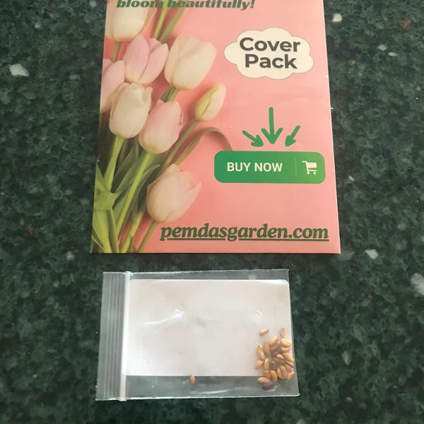 15+ Seeds| Black Halfeti Perennial Flowers Rose Seeds - Rosa ...