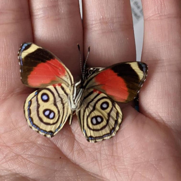 Real Callicore Hystaspes Butterfly, Spread for Your Project or ...