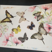 Set of Assorted Butterflies for Beginners to Learn How to Spread a ...