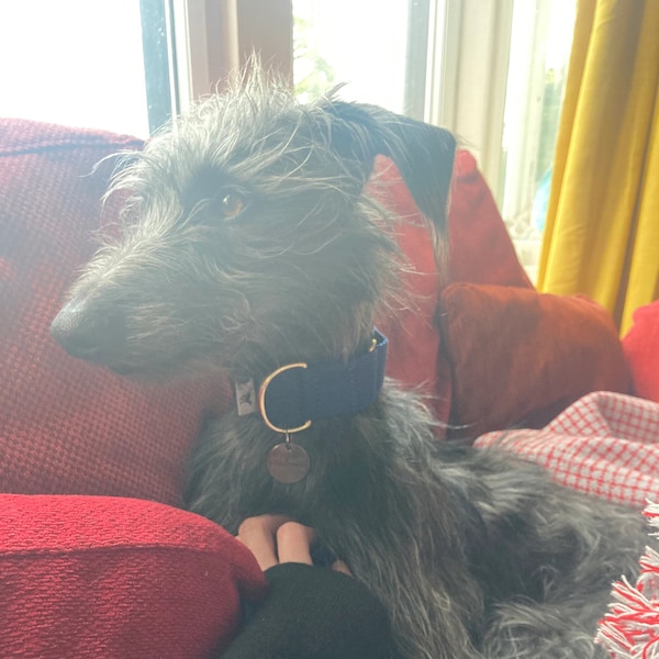 Emerald 'atacama' Whippet Greyhound Italian Lurcher Sighthound ...