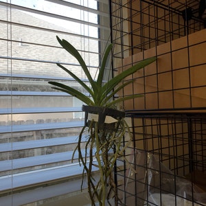 Live Orchid Vanda Flower Plant From Hawaii Exotic Blue/purple/pink/red ...