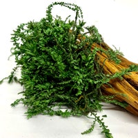 Breathtaking Micro Branches Tiny Branches for Dioramas - Etsy