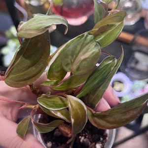 Epipremnum Aureum japanese Global Pothos Fully Rooted Extremely Rare ...