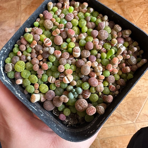 Mixed Colorful Lithops (whole Pot) - Etsy