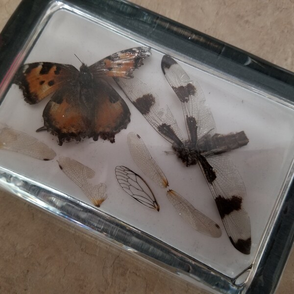 Octagon Paperweight Frame Glass Paperweights Designed to Display Images ...