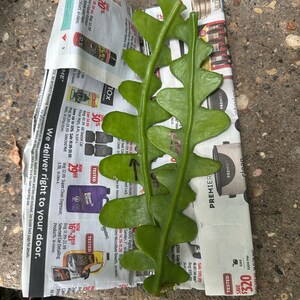 Epiphyllum Medora,one Live Plant in Pot ,hard to Find. - Etsy Canada