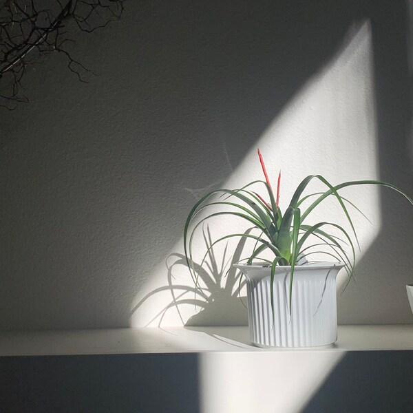 Jas F Murray Pencil Etching Wooden Frame/james Francis Murray New ...