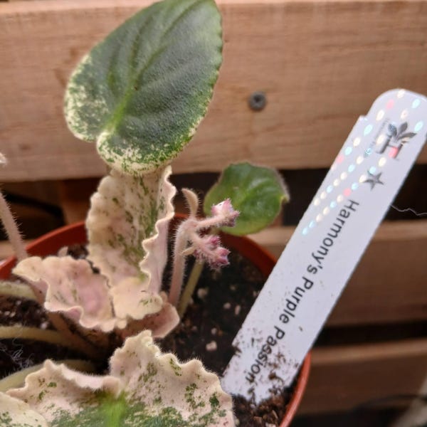 RARE Rex Begonia Blue Flashing ‘tiger Kitten’ Live House Plant Potted 4 ...