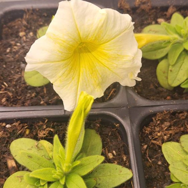 Love Parade Yarrow | Achillea Sibirica Var. Camtschatica | Lovely ...