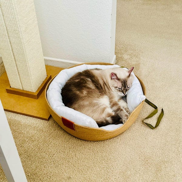 Cat Scratching Post With Recycled Cardboard Inserts - Adjustable ...