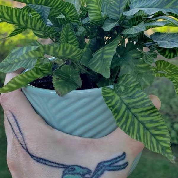 Striped Bamboo Fern Golden Zebra Plant - Live Plant - Rare Plant - 4 ...