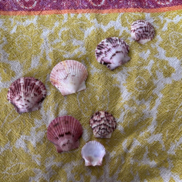 Tiny Scallop Shells From the Beaches of Southwest Florida. - Etsy