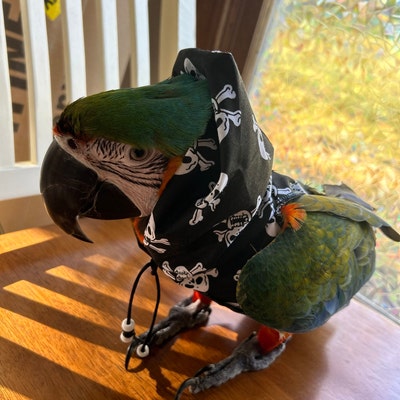 Red Feather Protector for Plucking Parrots/birds Bespoke Babesinthehood ...