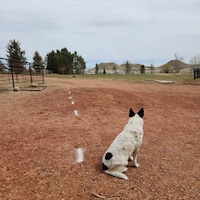 The Cow Punch - Etsy