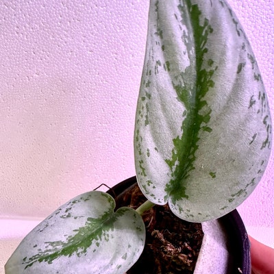 Scindapsus Platinum Borneo - Etsy