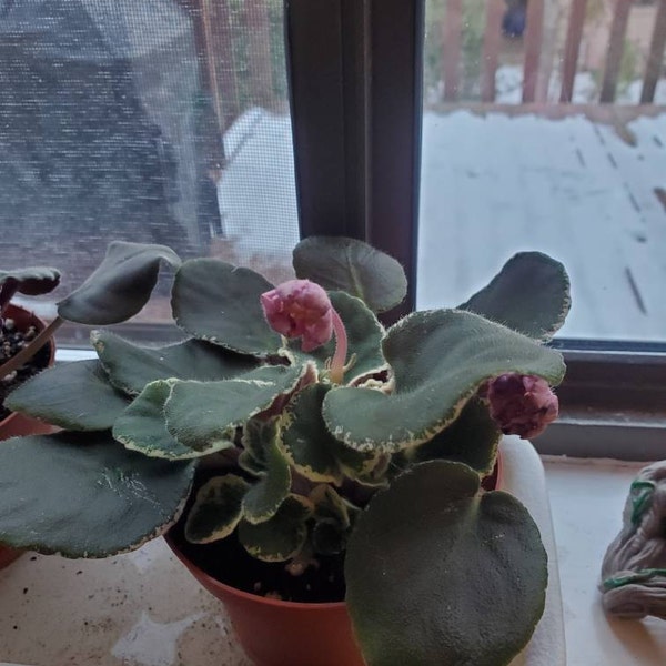 Live House Plant Bloom Fuchsia African Violet Harmony’s ‘vat Real Life ...