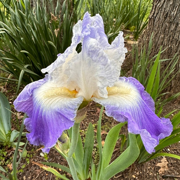 Iris 'harvest of Memories' Yellow Tall Bearded Reblooming Iris - Etsy