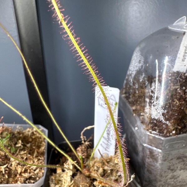 Xyris Difformis Bog Yellow-eyed-grass - Etsy