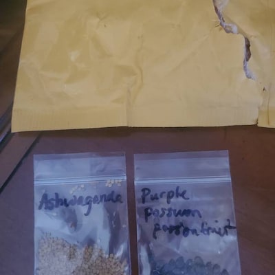 Spanish Needle Seeds - Etsy