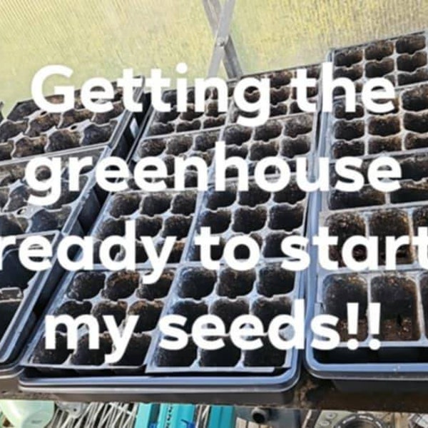 Salal Berry / Gaultheria Shallon (30+ Seeds) - Etsy