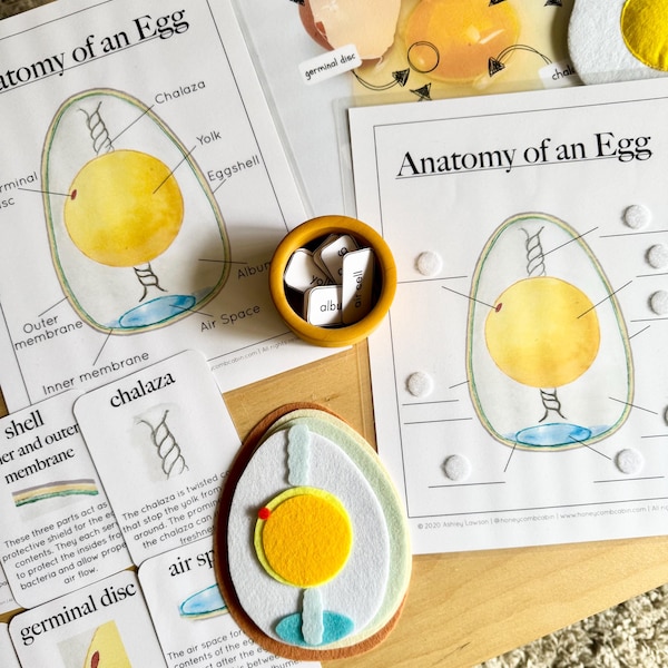 Egg Anatomy - Anatomy, Student Sheet and Fact Cards - Etsy