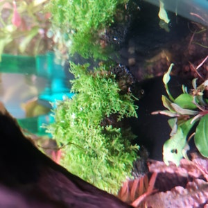 Bucephalandra Godzilla Submersed Grown Live Aquarium Plant - Etsy