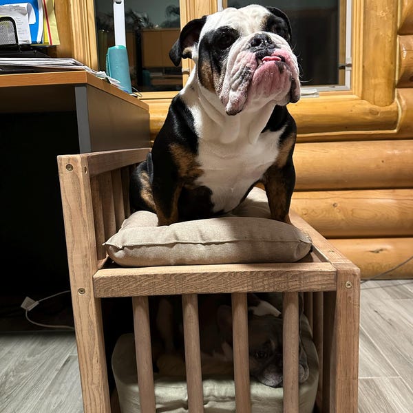 Gifts for Pets -elevated Dog Bed Furniture, Raised Dog Bed, Dog Ramp ...