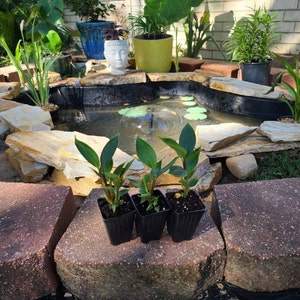 Golden Brush Dwarf Ginger Burbidgea Schizocheila - Etsy