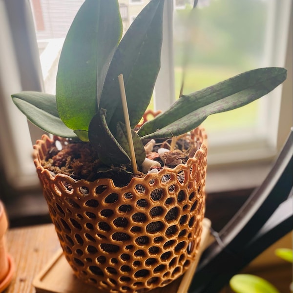 Orchid Plant LIVE Dendrobium Alice Iwanaga | Rare BLOOMING SIZE Indoor ...