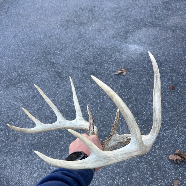 2 Pack Deer Antler. Whole Deer Antler. Craft Grade. Grade A Antlers ...