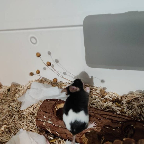 Flax Spray, Dried Flax Stems, Hamster Flax, Bird Flax, UK Farmer ...