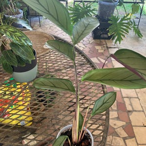 Alpinia Formosana ‘pinstripe’ Ginger - Etsy