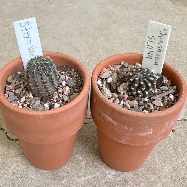 Navi Hand-numbered Paint Horse Watercolor Print - Etsy