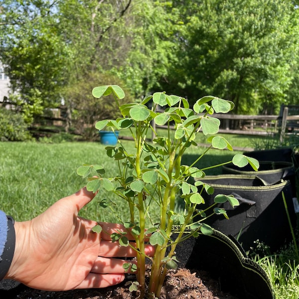 Oca Seed Tubers / Root for Planting - Uqa, New Zealand Yam - Organic ...