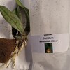 Mini Orchids - Rare - Perfect for Terrariums, Lonopsis, Mini Vandas ...
